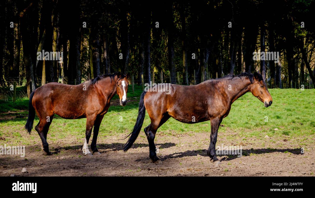 Two horses standing in a field Stock Photo - Alamy