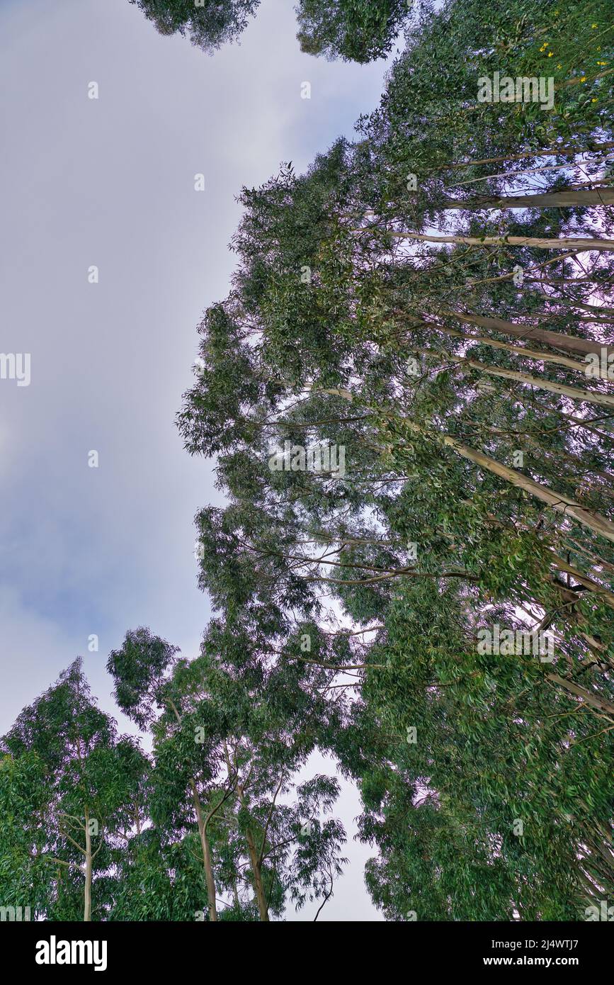 Eucalyptus forest on madeira, very tall green trees, Maderia Island ...