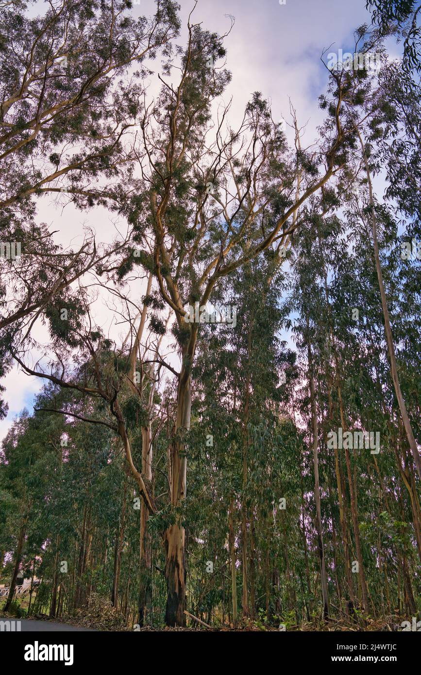 Worlds tallest flowering tree hi-res stock photography and images - Alamy