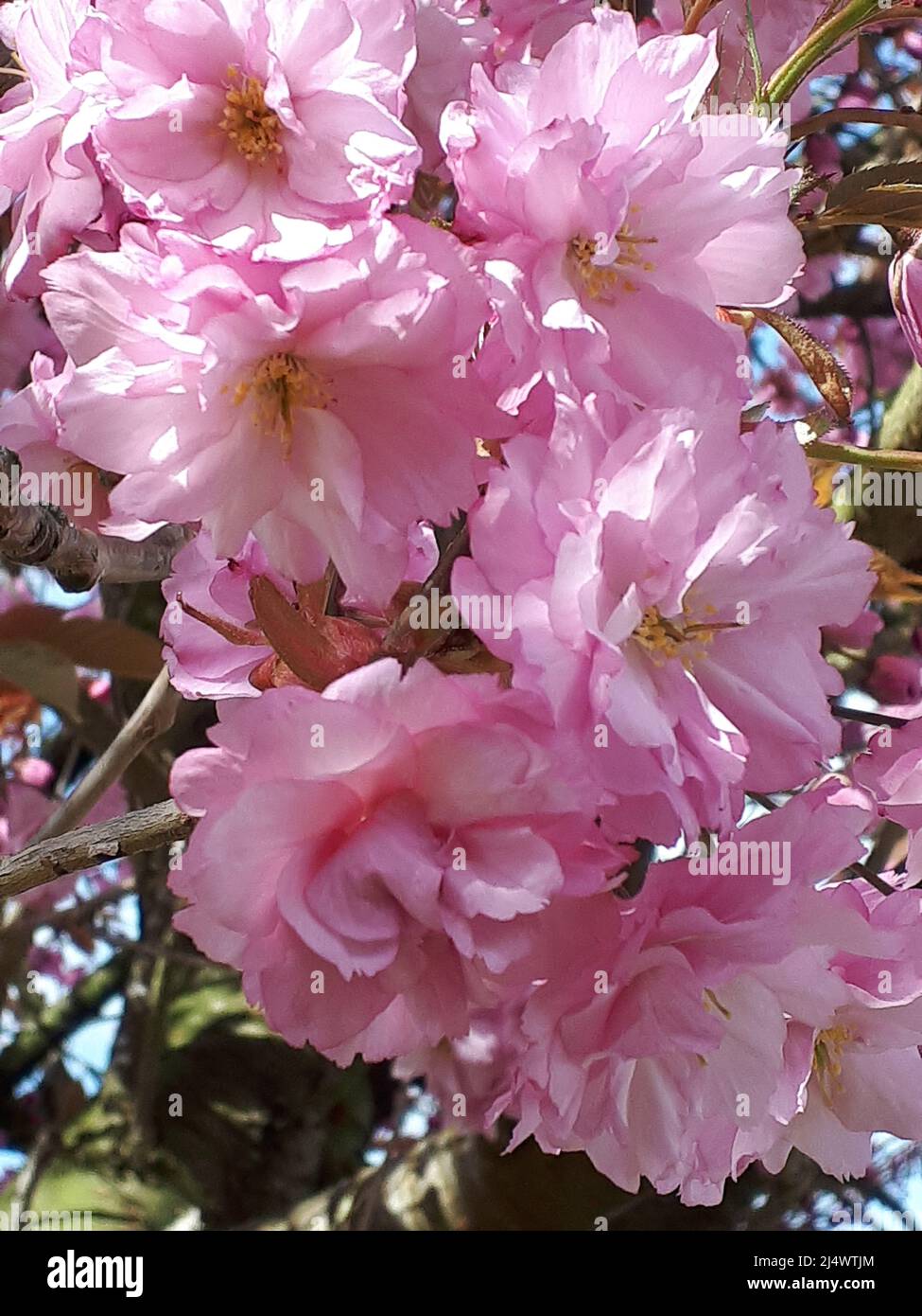 The double blossom cherry tree is an ornamental tree that is a ...