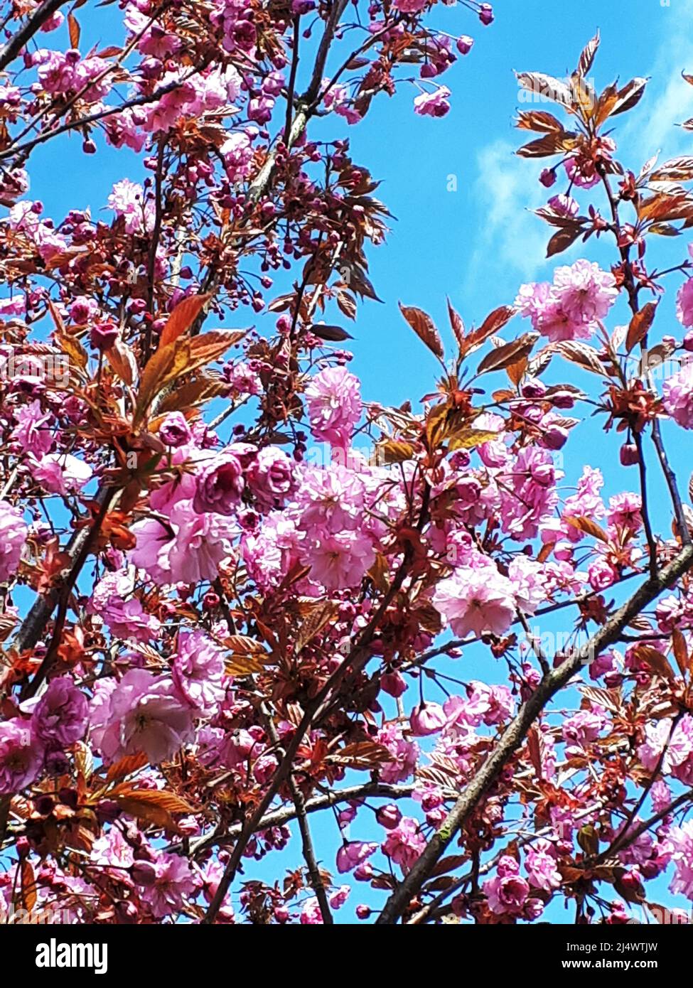 The double blossom cherry tree is an ornamental tree that is a ...