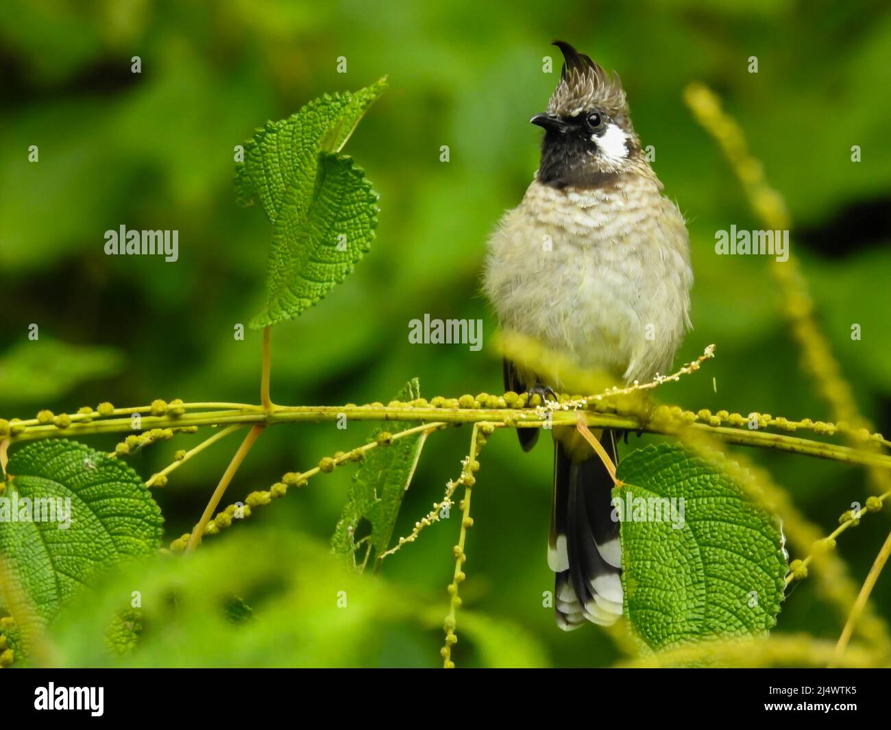 A close up shot of a yellow vented bulbul, (Pycnonotus goiavier ...