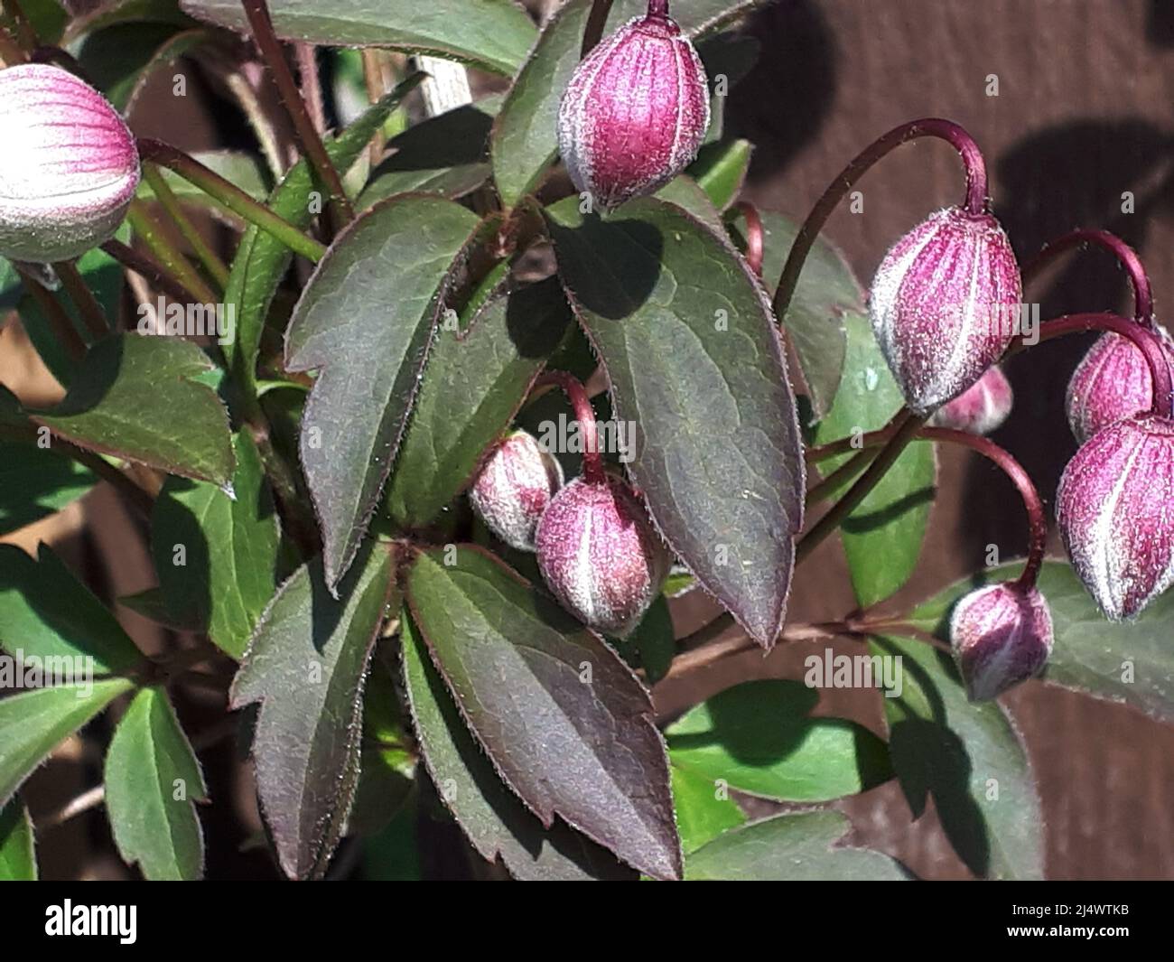 Delightfully scented, Clematis montana 'Rubens' is a very large ...