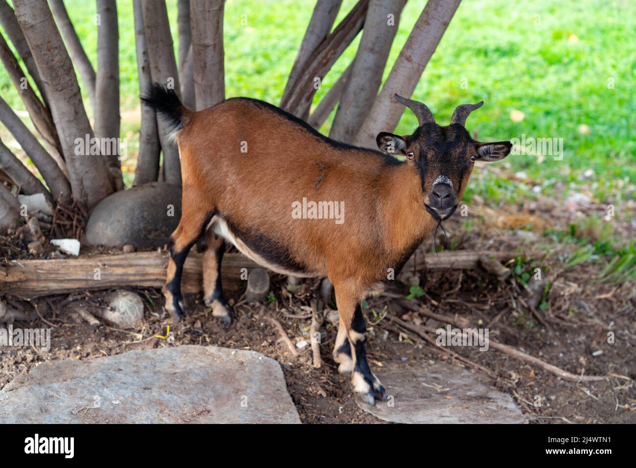 Swiss brown goat on the hay in south of Switzerland Stock Photo - Alamy