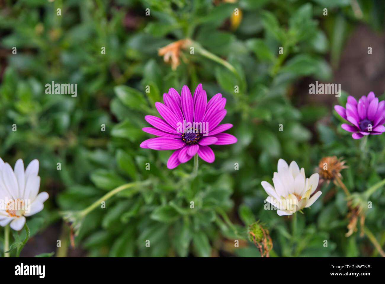 Flowers of Osteospermum ecklonis or Dimorphotheca ecklonis or Cape ...