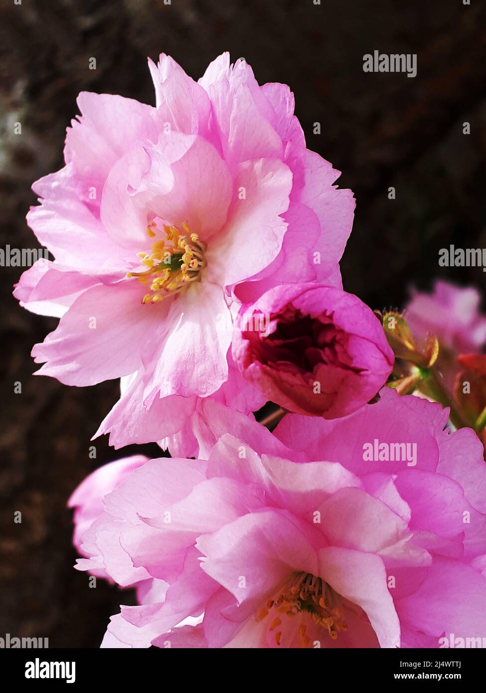 The double blossom cherry tree is an ornamental tree that is a ...