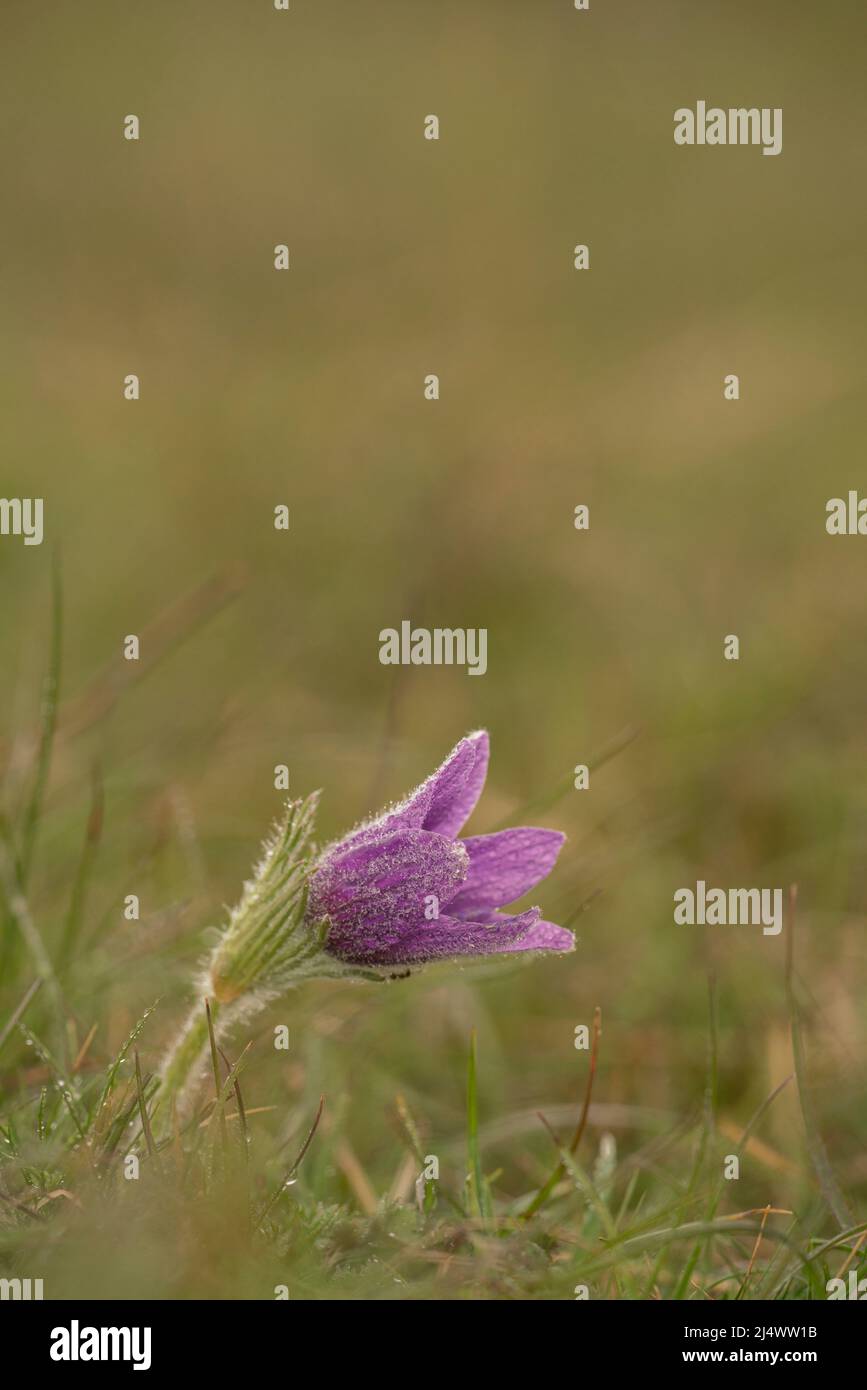 pasque flower, Pulsatilla vulgaris,mid April in Heartfordshire Stock ...