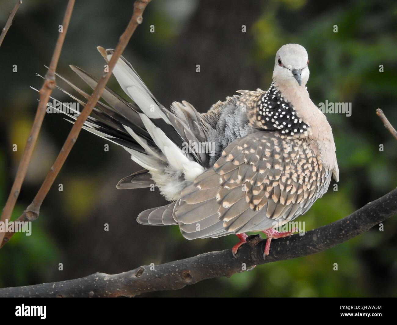 The spotted dove (Spilopelia chinensis) is a small and somewhat long ...