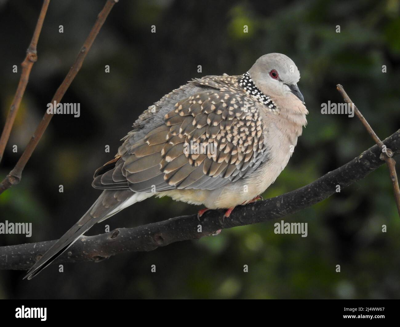 The spotted dove (Spilopelia chinensis) is a small and somewhat long ...