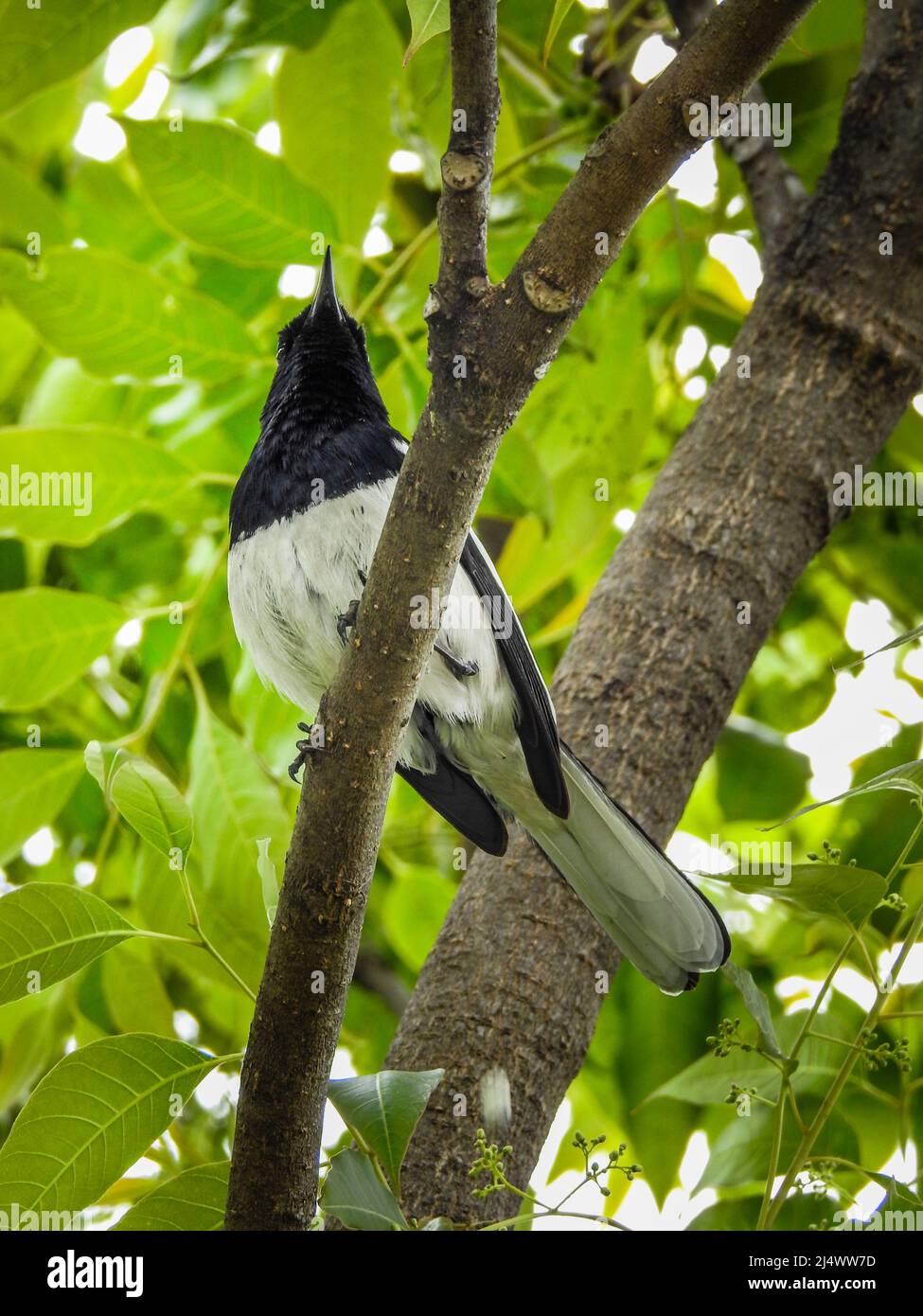 The Oriental magpie-robin (Copsychus saularis) is a small passerine ...