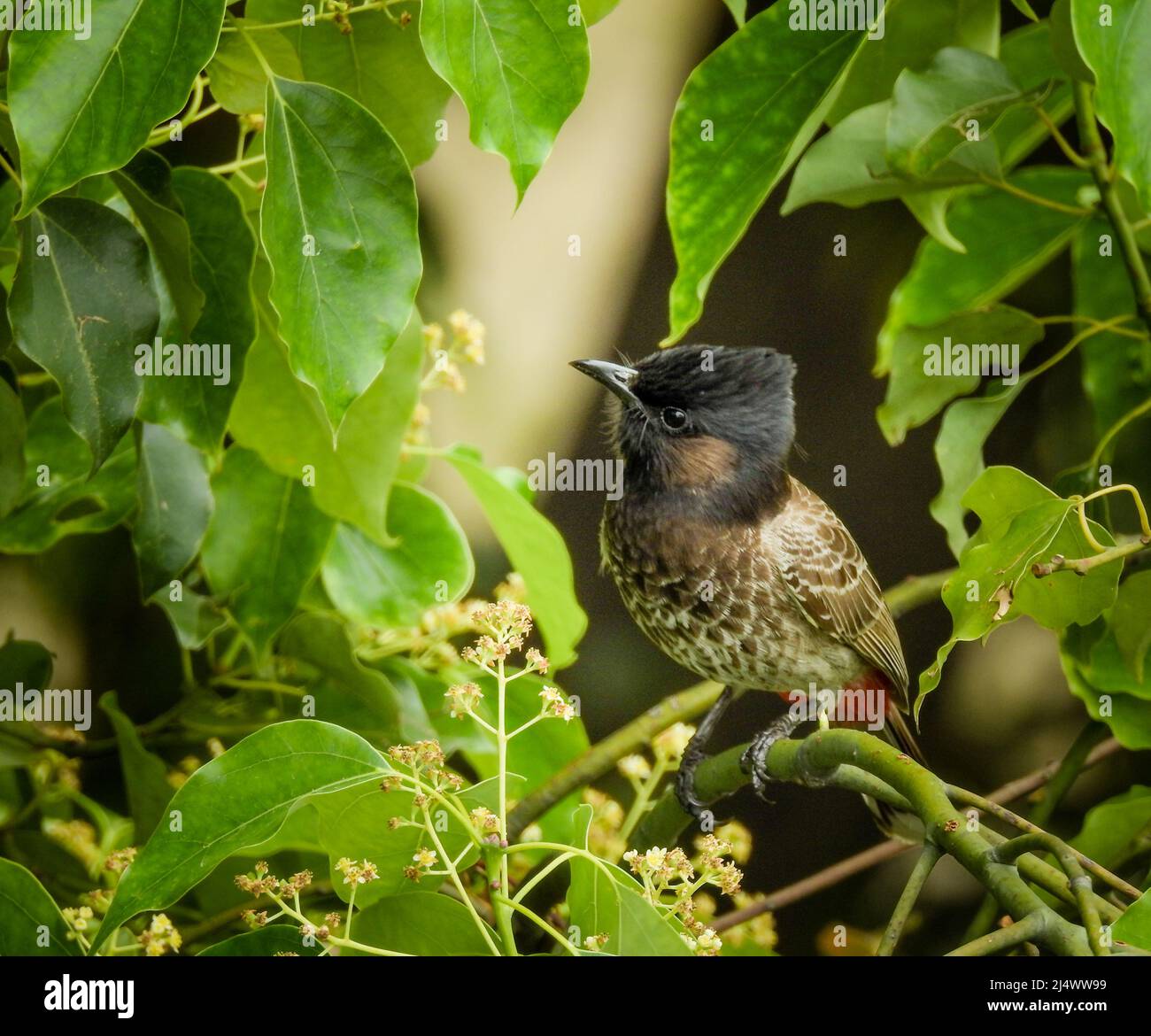 Pycnonotus genus hi-res stock photography and images - Alamy
