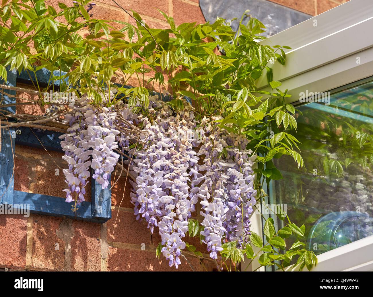 Bunches of spring Wisteria flowers hanging down Stock Photo - Alamy