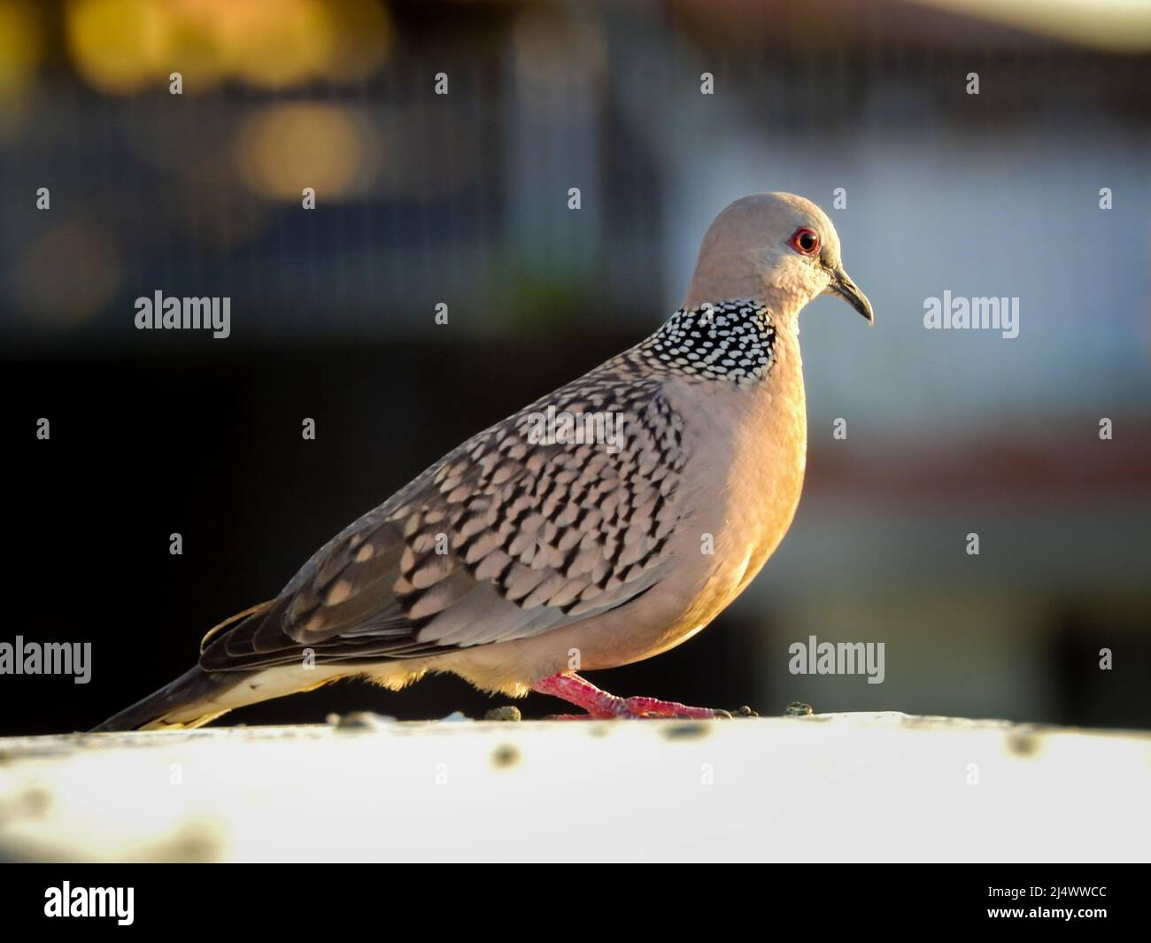 The spotted dove (Spilopelia chinensis) is a small and somewhat long ...