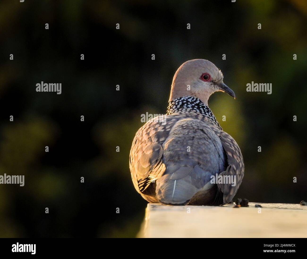 The spotted dove (Spilopelia chinensis) is a small and somewhat long ...