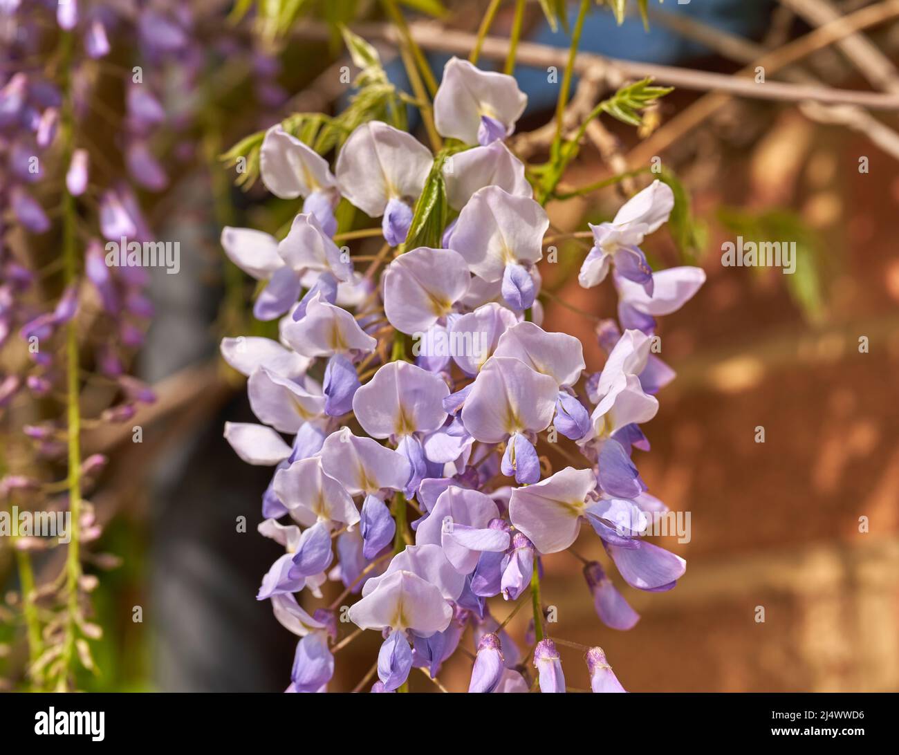 Bunches of spring Wisteria flowers hanging down Stock Photo - Alamy