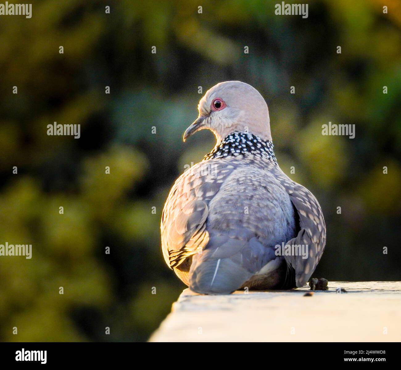 The spotted dove (Spilopelia chinensis) is a small and somewhat long ...