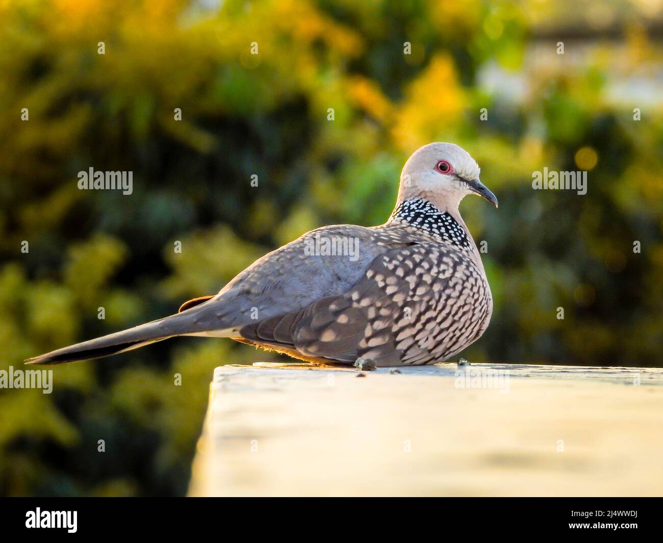The spotted dove (Spilopelia chinensis) is a small and somewhat long ...