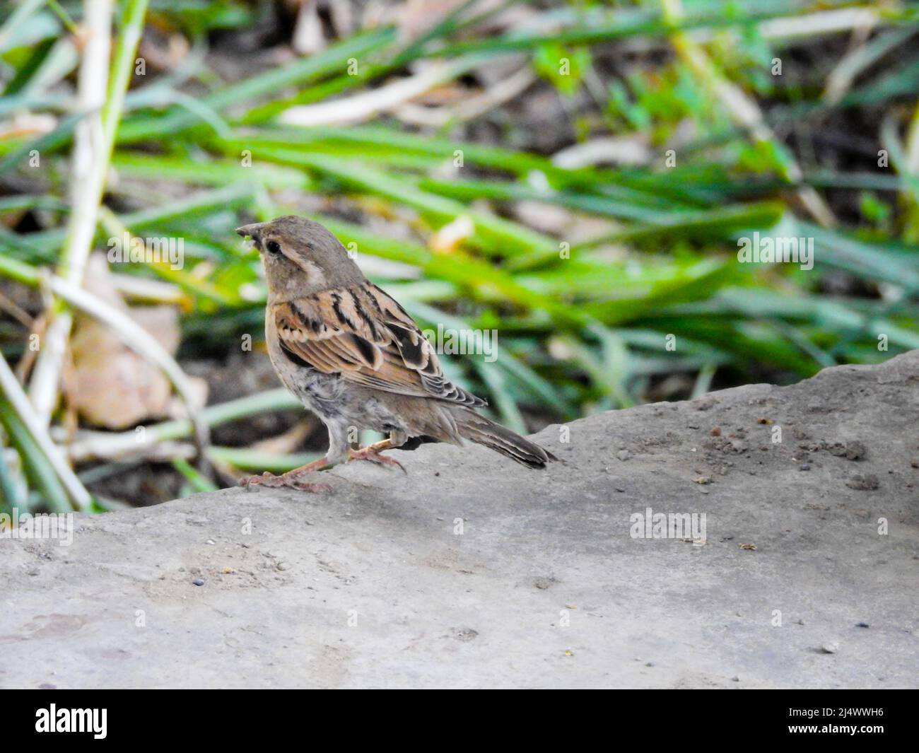 A female House sparrow. Sparrows are a family of small passerine birds ...