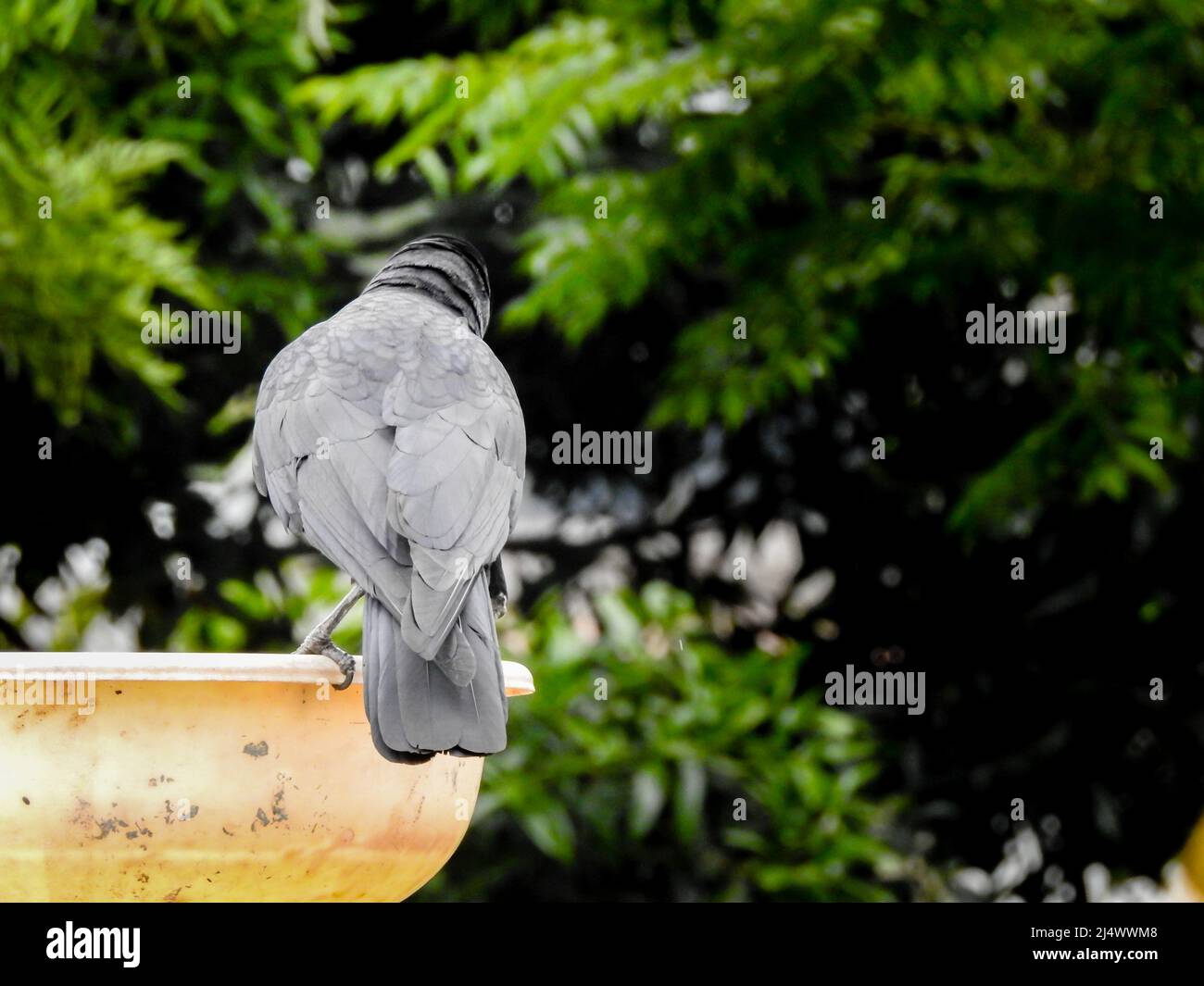 A close up shot of a black crow (Corvus corone) from behind sitting on ...