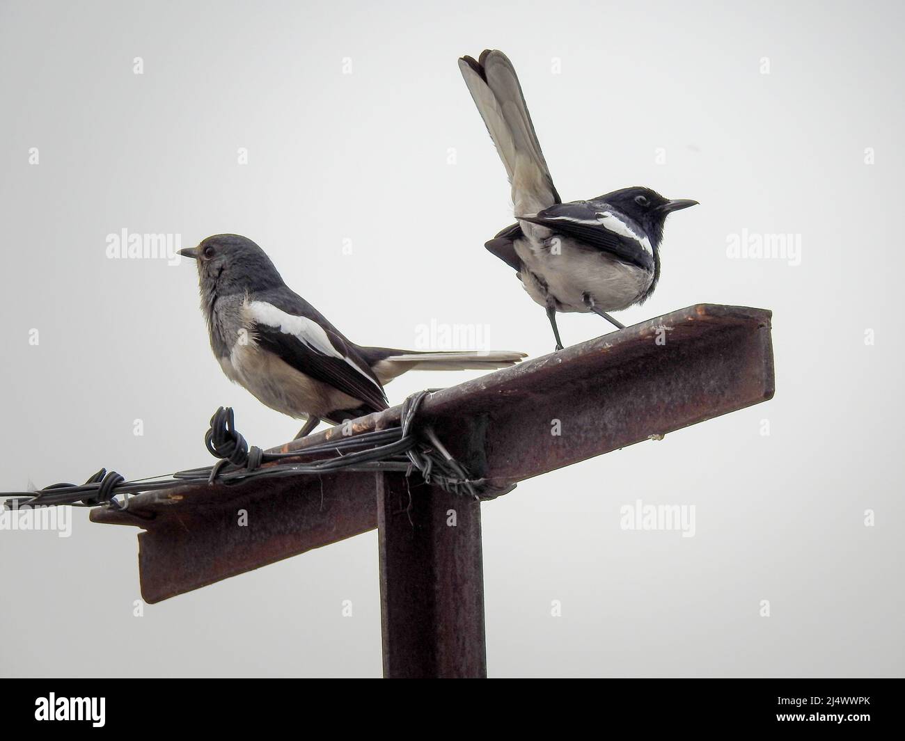 Oriental magpie-robin (Copsychus saularis) couple sitting on a pole ...