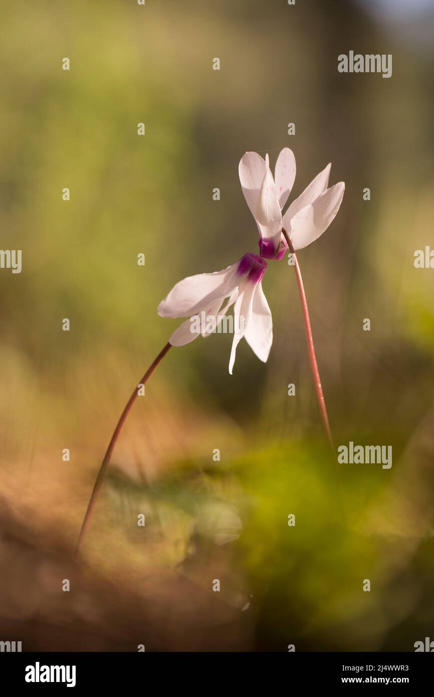 kissing Persian Violets (Cyclamen persicum). Photographed in Israel in ...