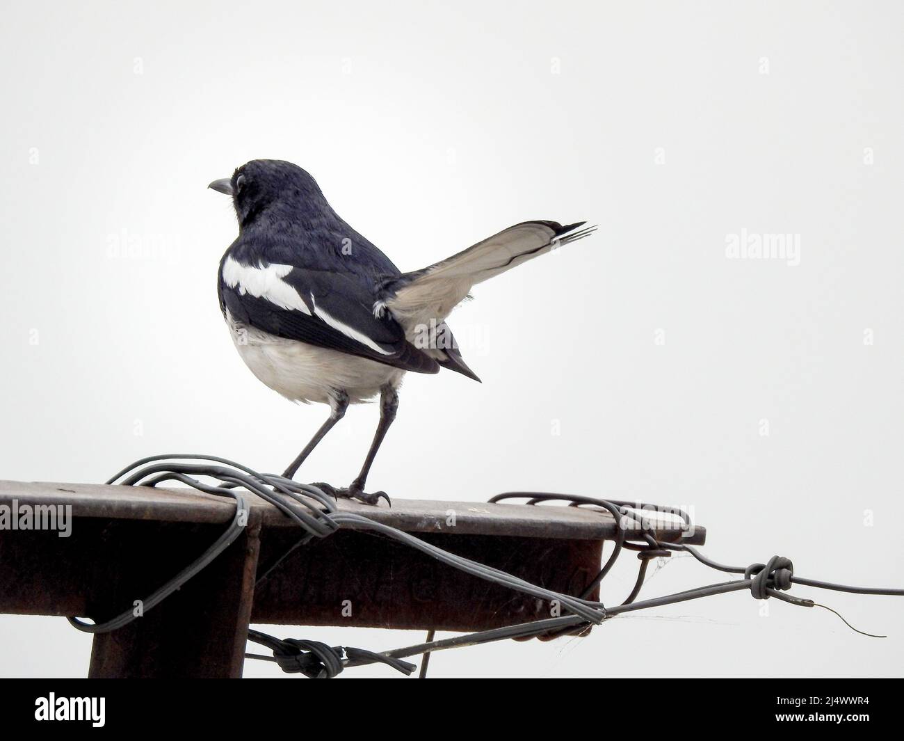 The Oriental magpie-robin (Copsychus saularis) is a small passerine ...