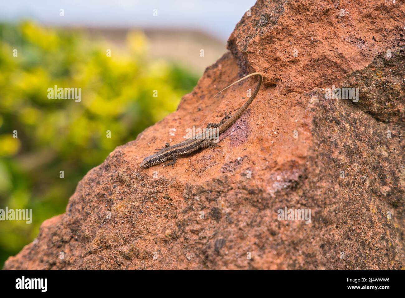 The Close up of brown lizard of Madeira island, known as Lagartixa, Red ...