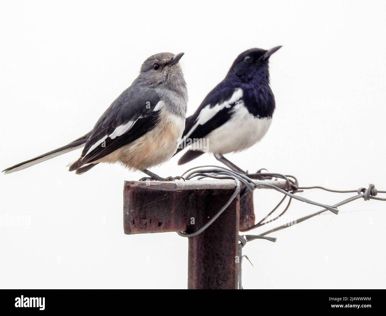 Oriental magpie-robin (Copsychus saularis) couple sitting on a pole ...