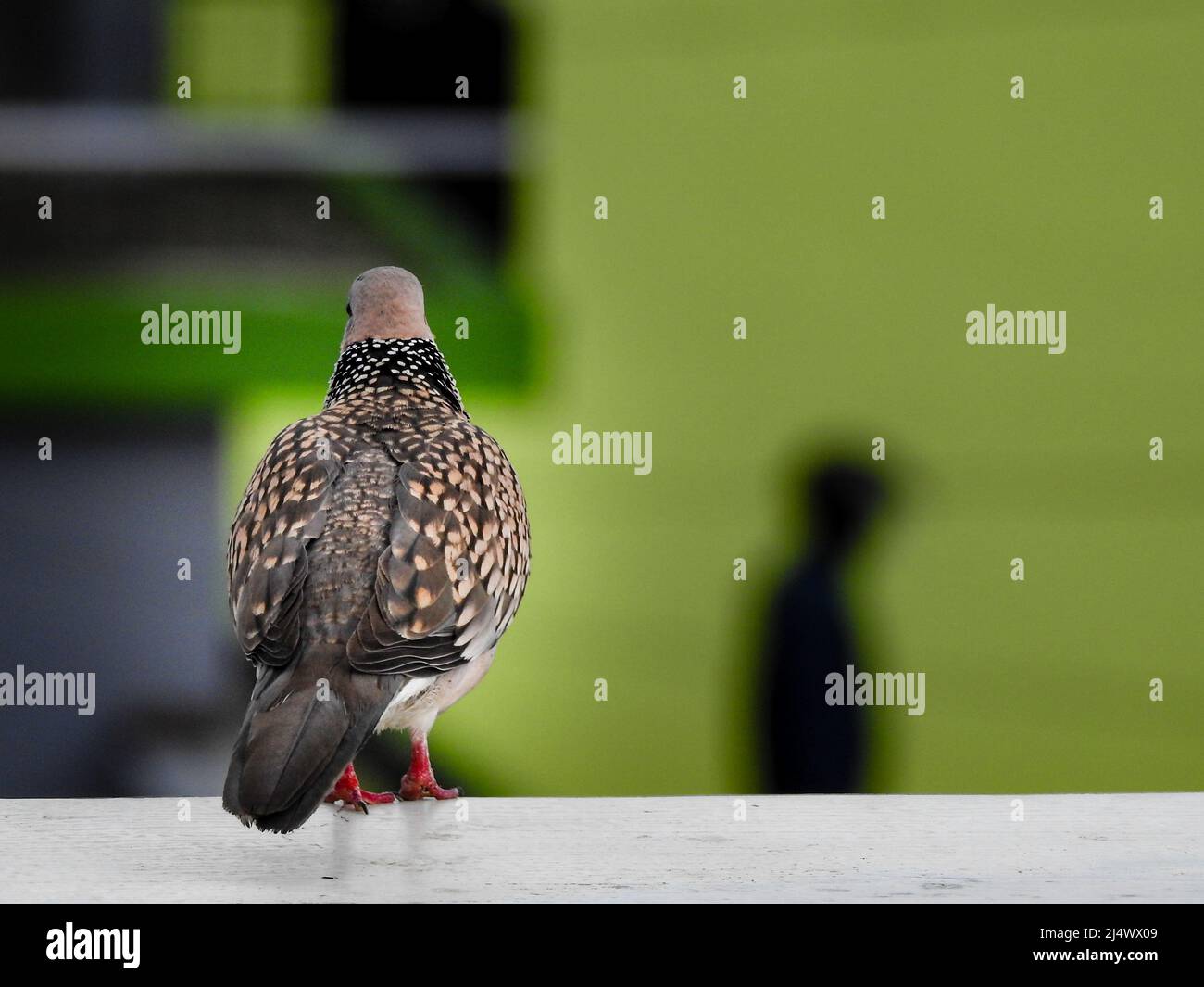 The spotted dove (Spilopelia chinensis) is a small and somewhat long ...