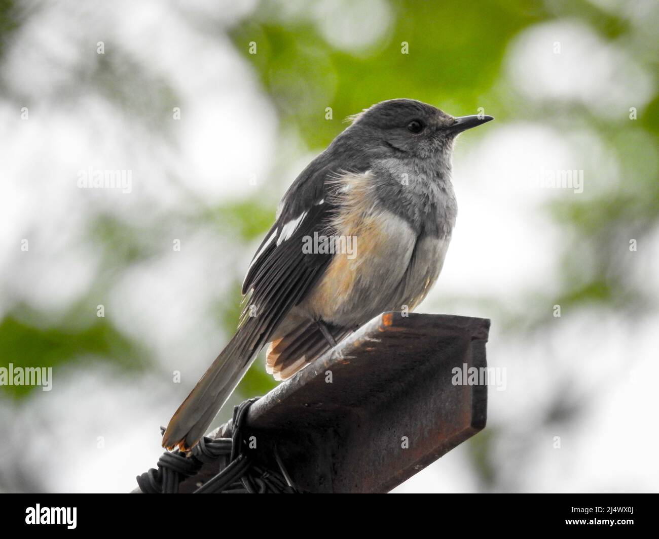 Beautiful female Oriental Magpie-Robin on the iron pole, Magpie Robin ...