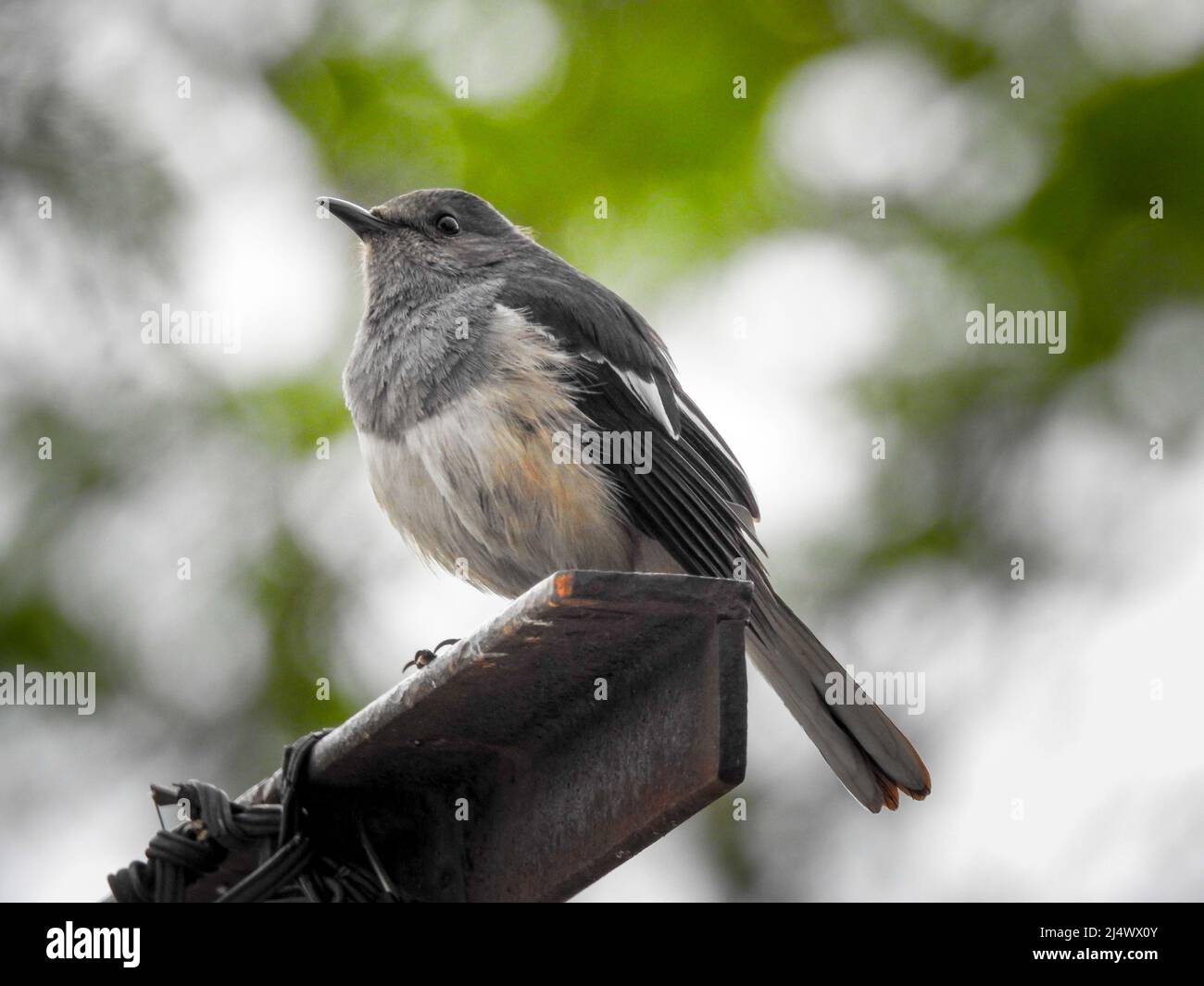Female robin hi-res stock photography and images - Alamy