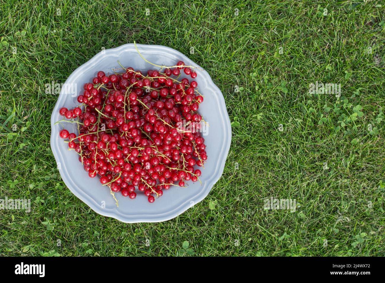 Homegrown organic red currant in plate on grass. View from above. Copy ...