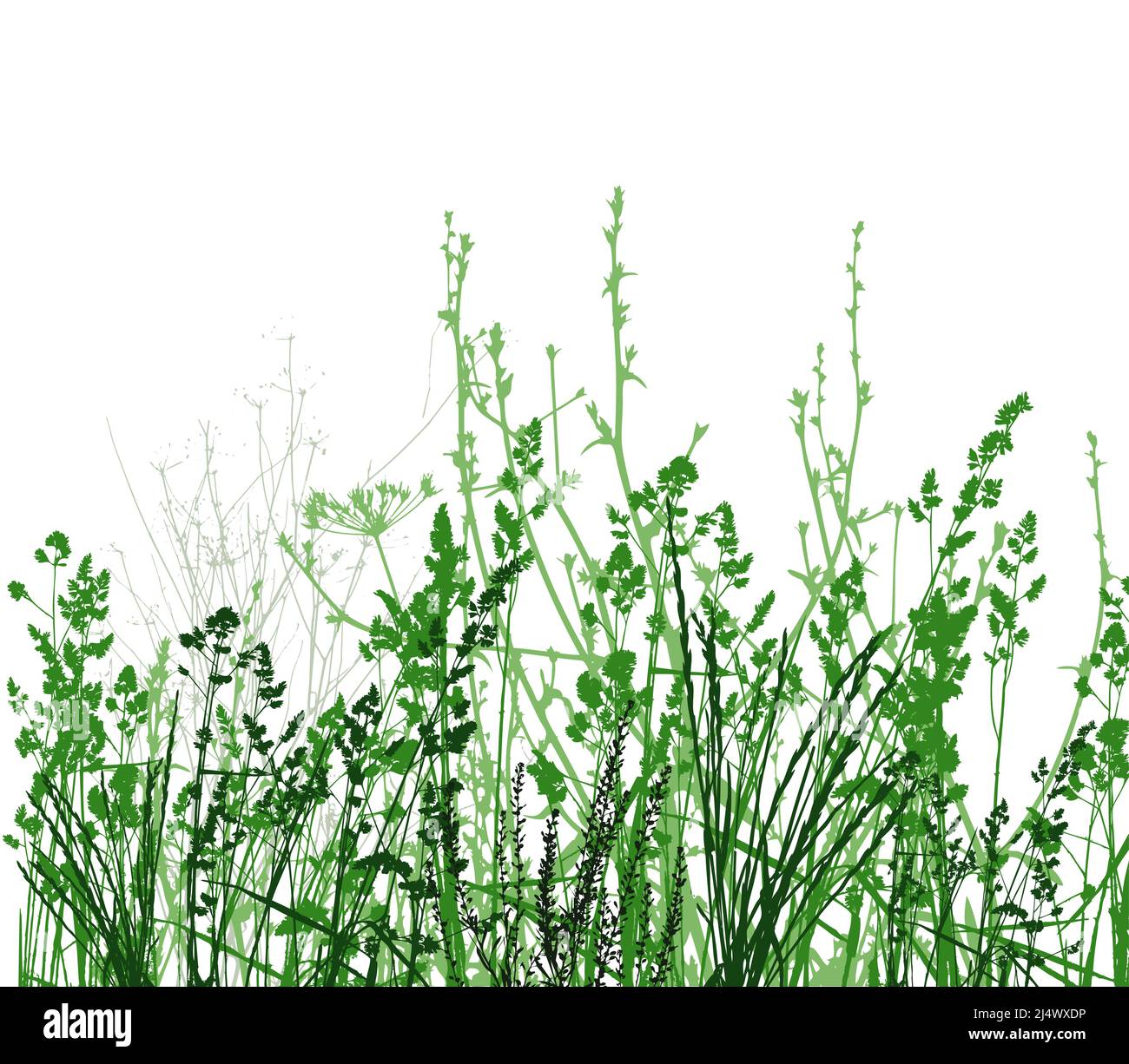 Green Grass With Flowers Isolated On White Background, Vector ...