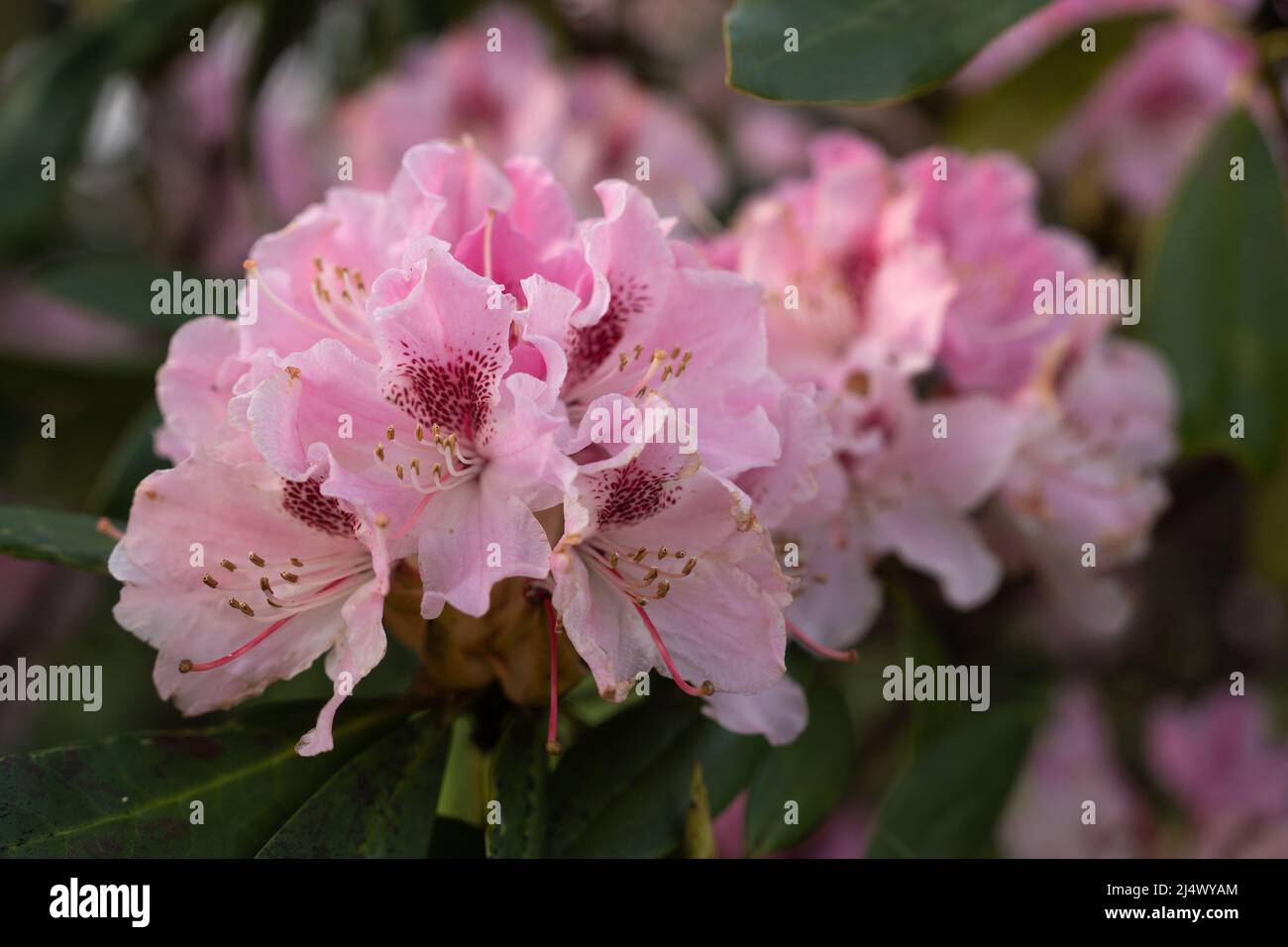 Shrubs pink rhododendron shrub hi-res stock photography and images - Alamy