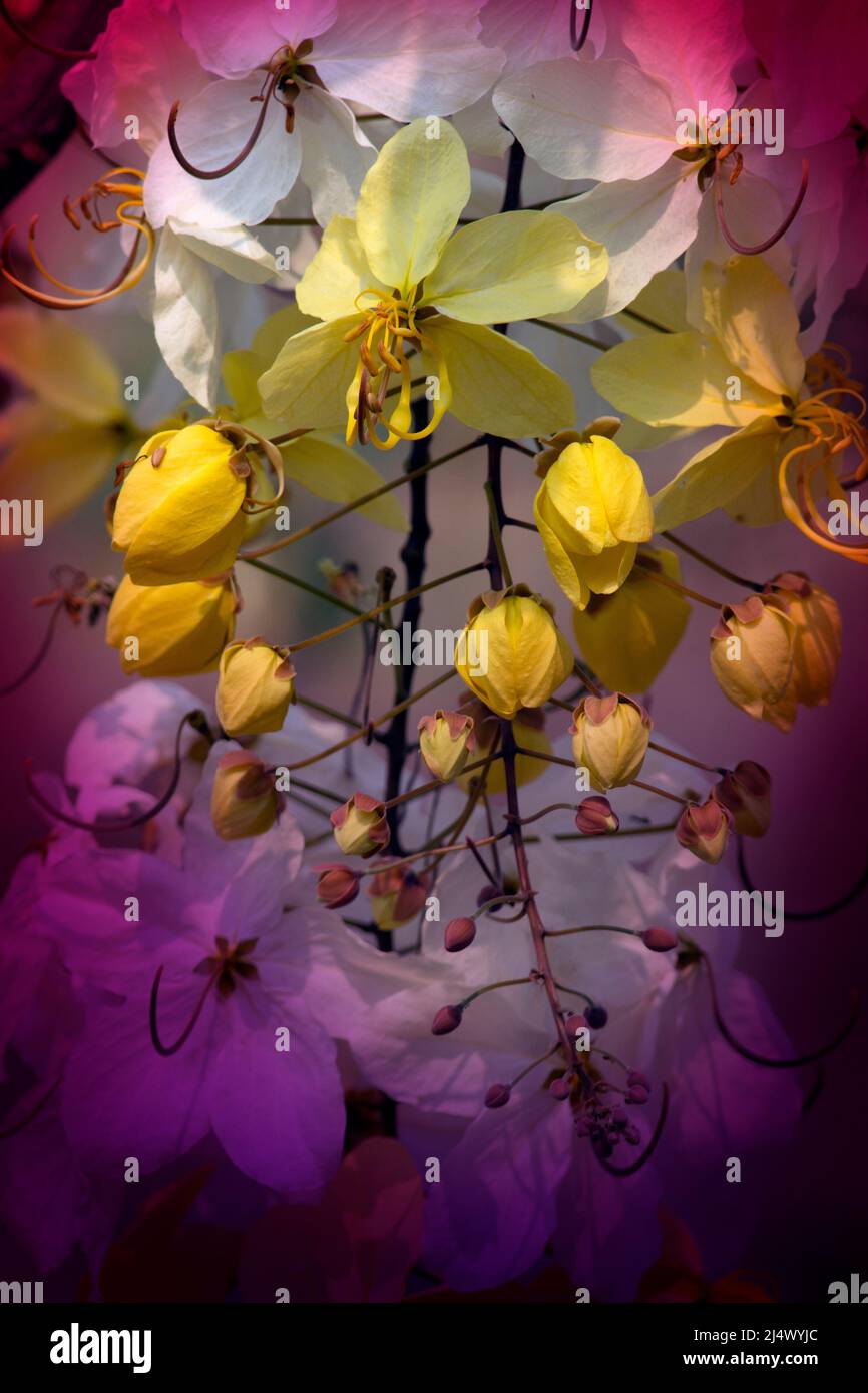 Closed up of Golden Shower Flower with colorful gradient look gorgeous for background Stock ...