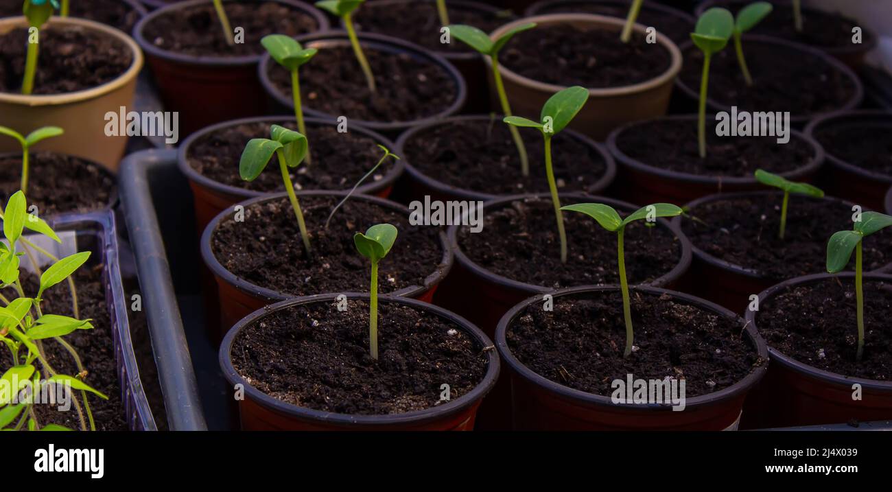 A young seedling of fresh cucumber stands in plastic pots. growing ...