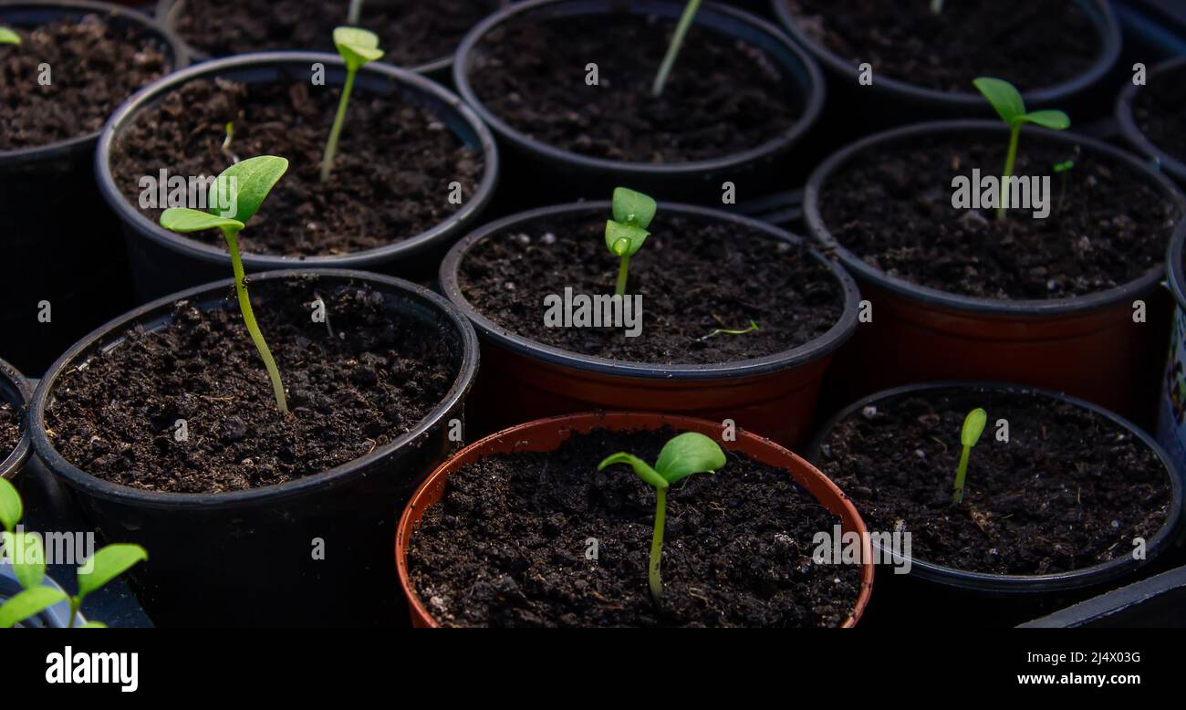 A young seedling of fresh cucumber stands in plastic pots. growing ...