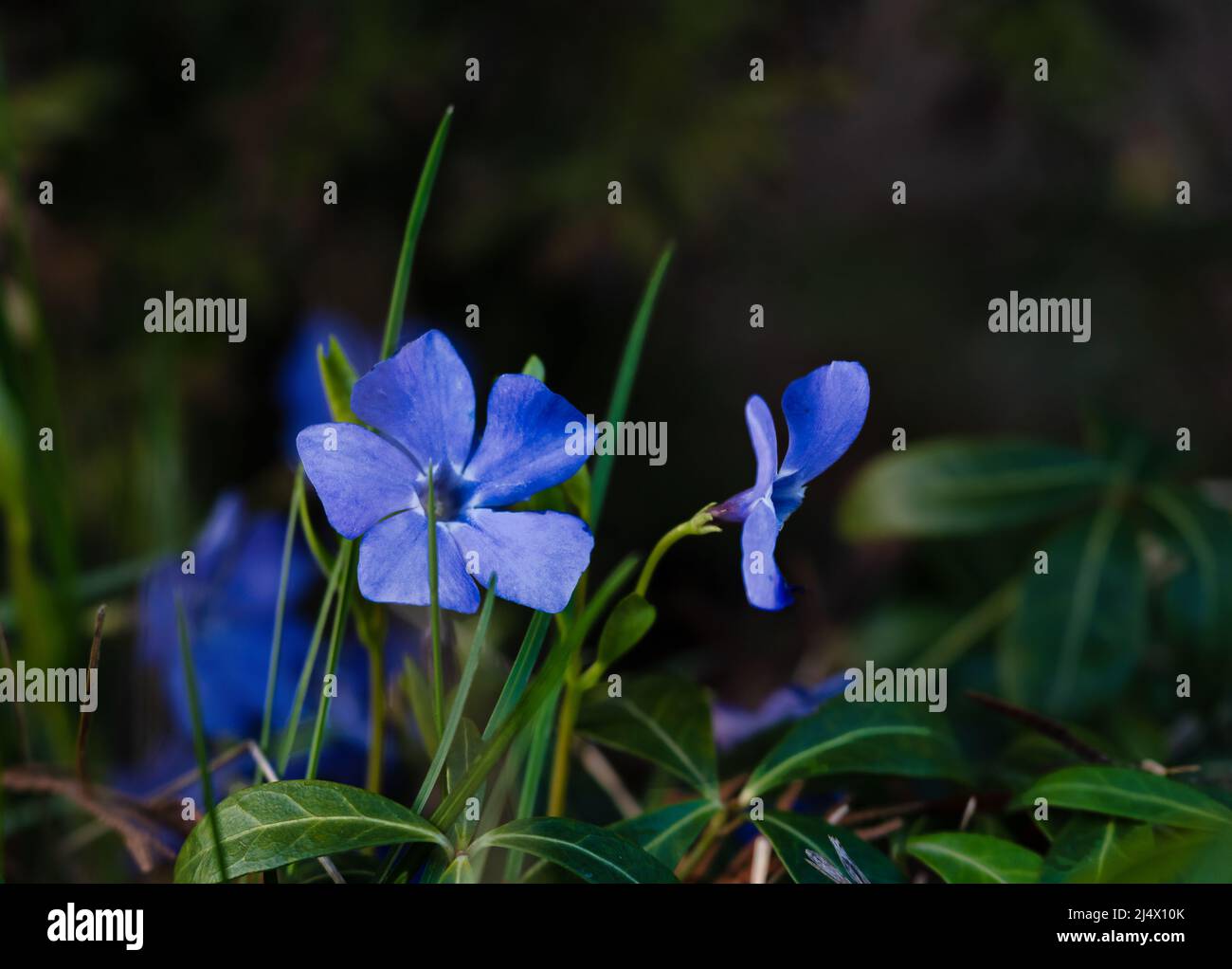 Periwinkle flower colors hi-res stock photography and images - Alamy