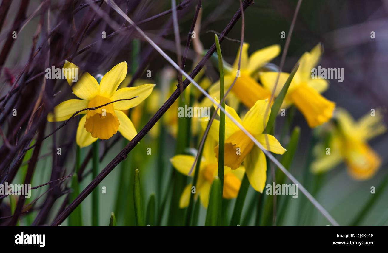 Beautiful daffodil flower hi-res stock photography and images - Alamy