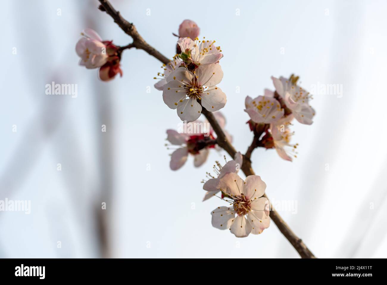Blooming apricot tree. Soft focus. Spring colors of nature Stock Photo ...