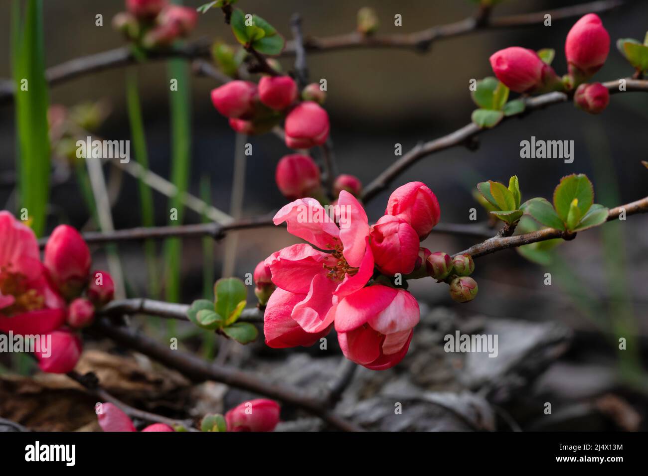 Blooming quince. Soft focus. Spring colors of nature Stock Photo - Alamy