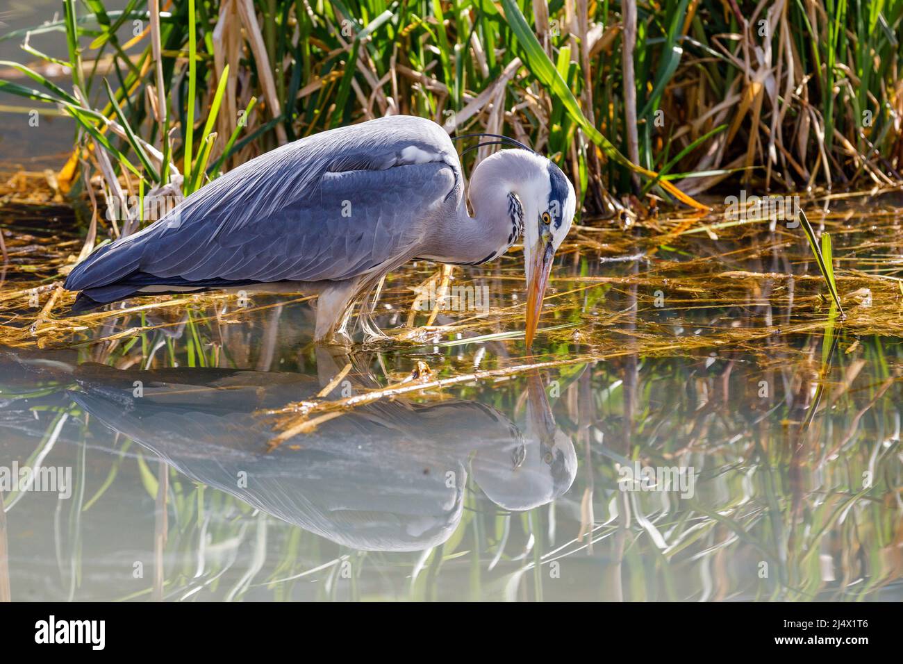 Amanda fish hi-res stock photography and images - Alamy