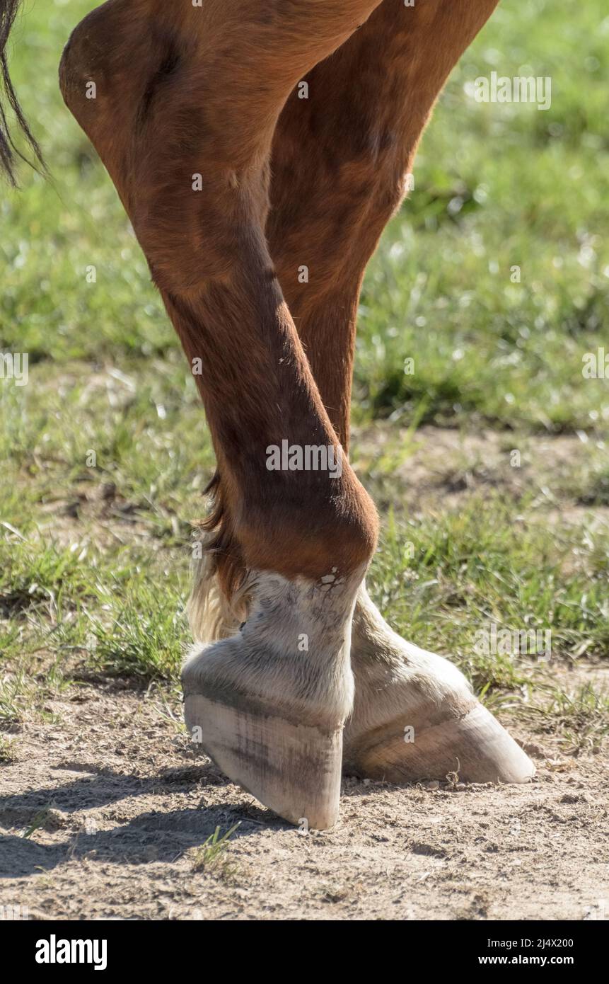 Horse Heels At The Close
