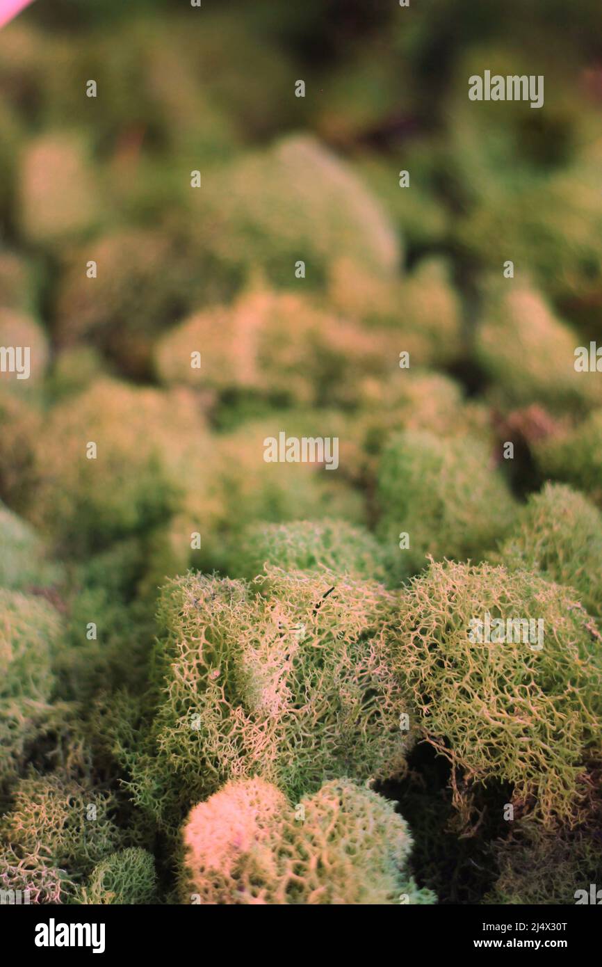 Growing bumps hi-res stock photography and images - Alamy