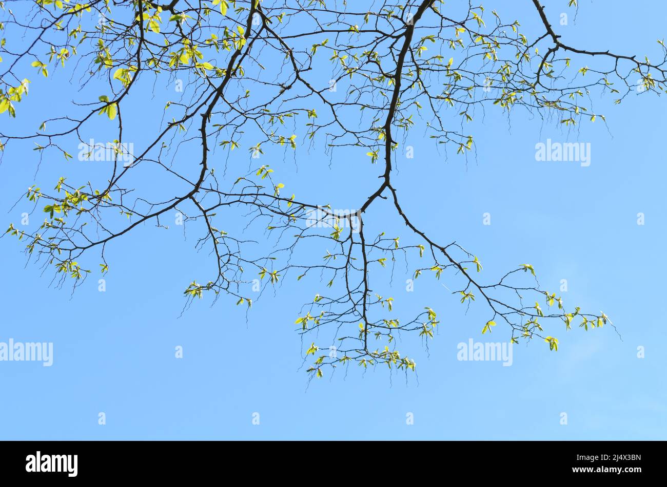 Leaf sprouts hi-res stock photography and images - Alamy