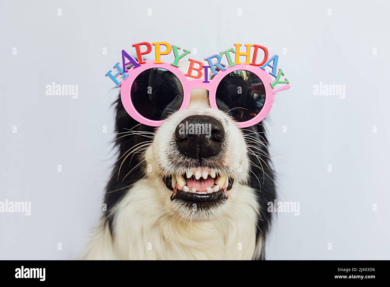 Happy Birthday party concept. Funny cute puppy dog border collie ...