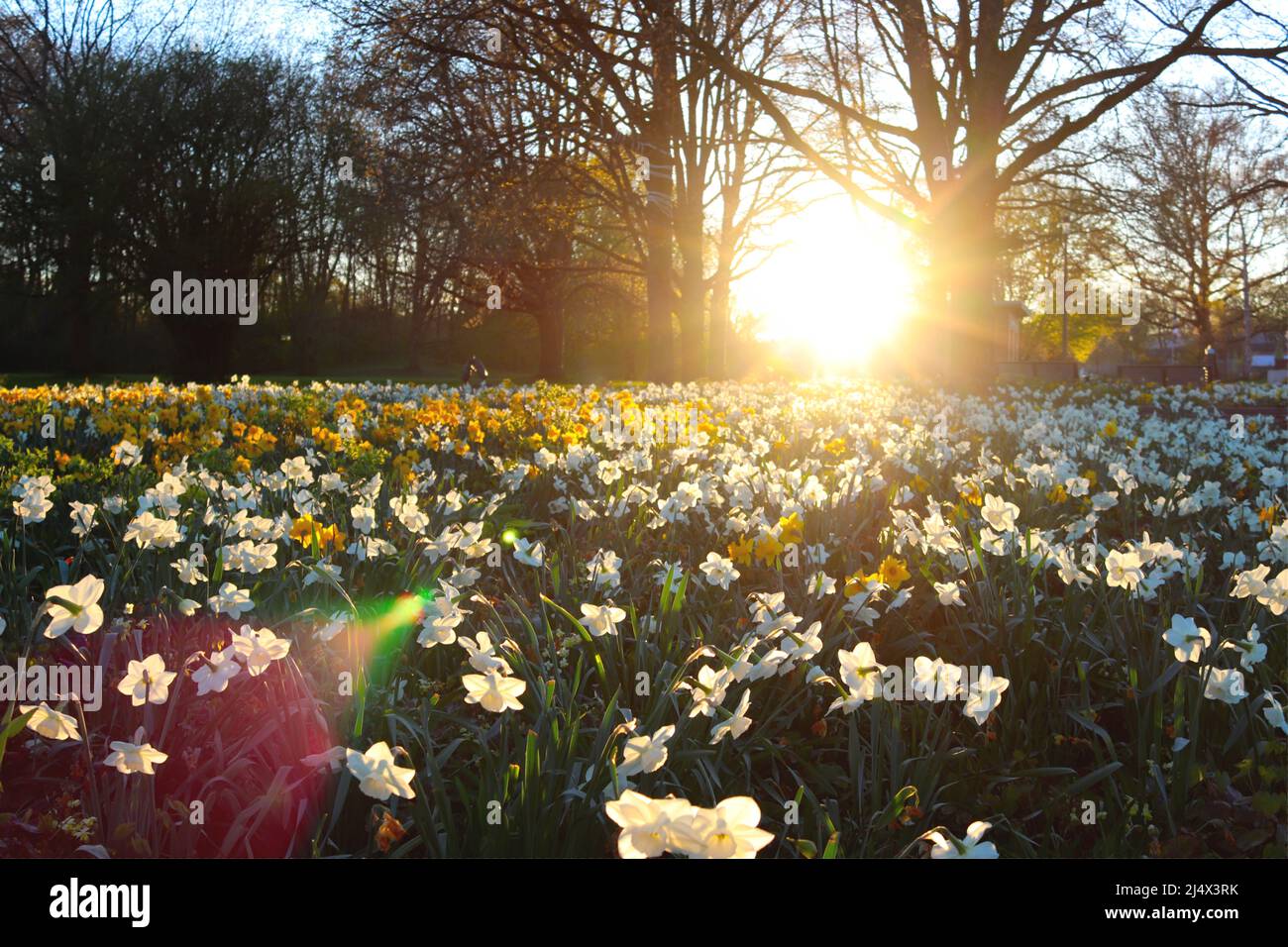 Sunrise over field of flowers hi-res stock photography and images - Alamy