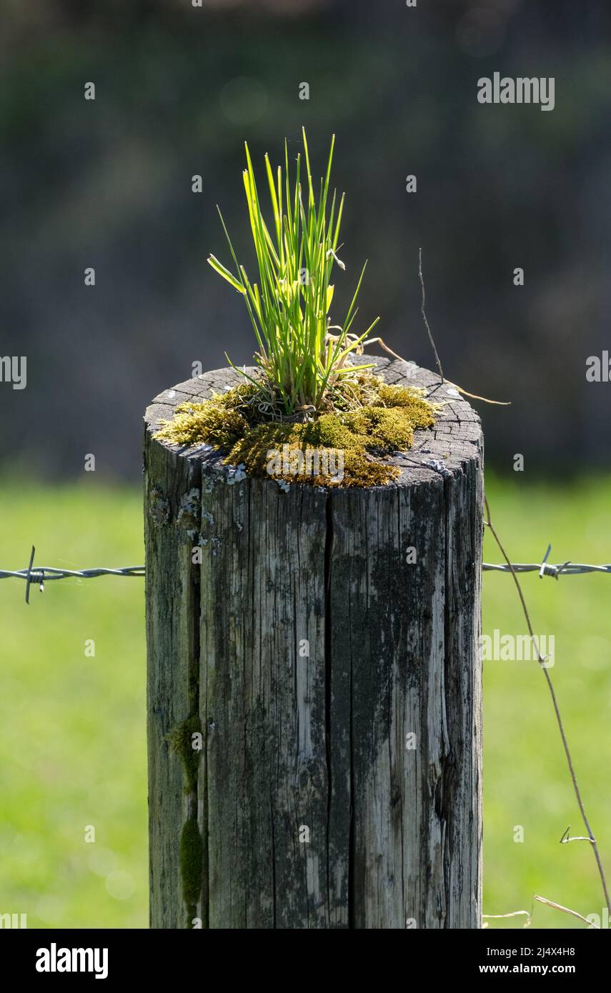 Growing on top hi-res stock photography and images - Alamy