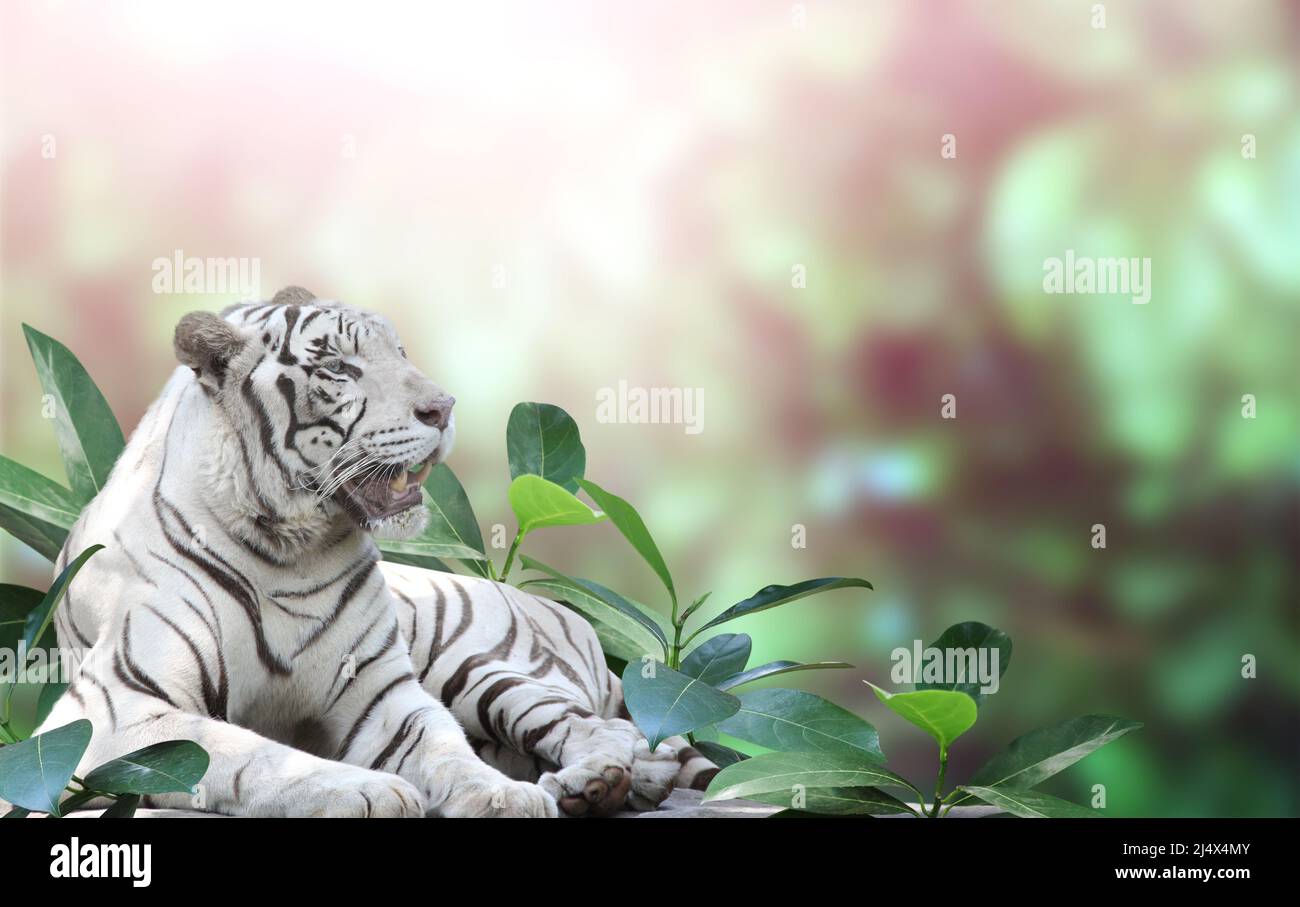 Horizontal banner with exotical plants leaves and a lying white tiger ...