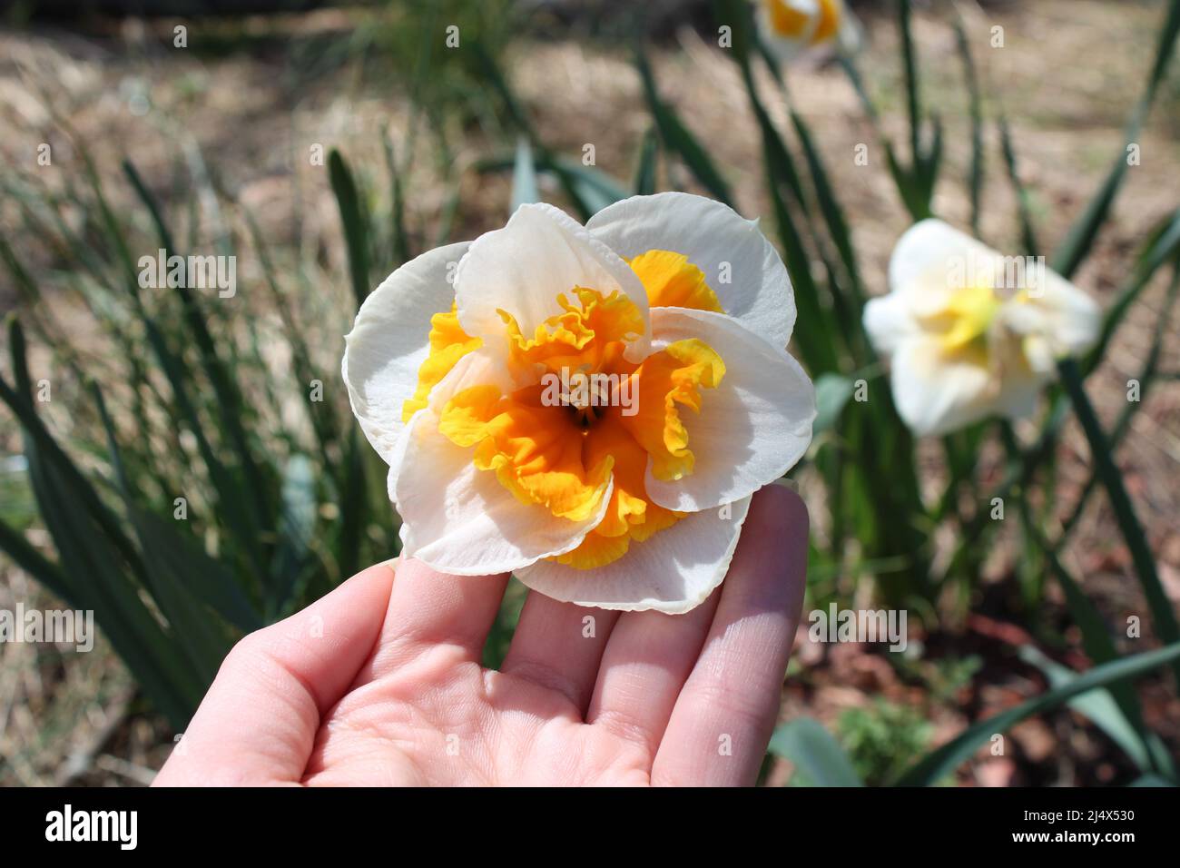 Frilly double daffodil hi-res stock photography and images - Alamy